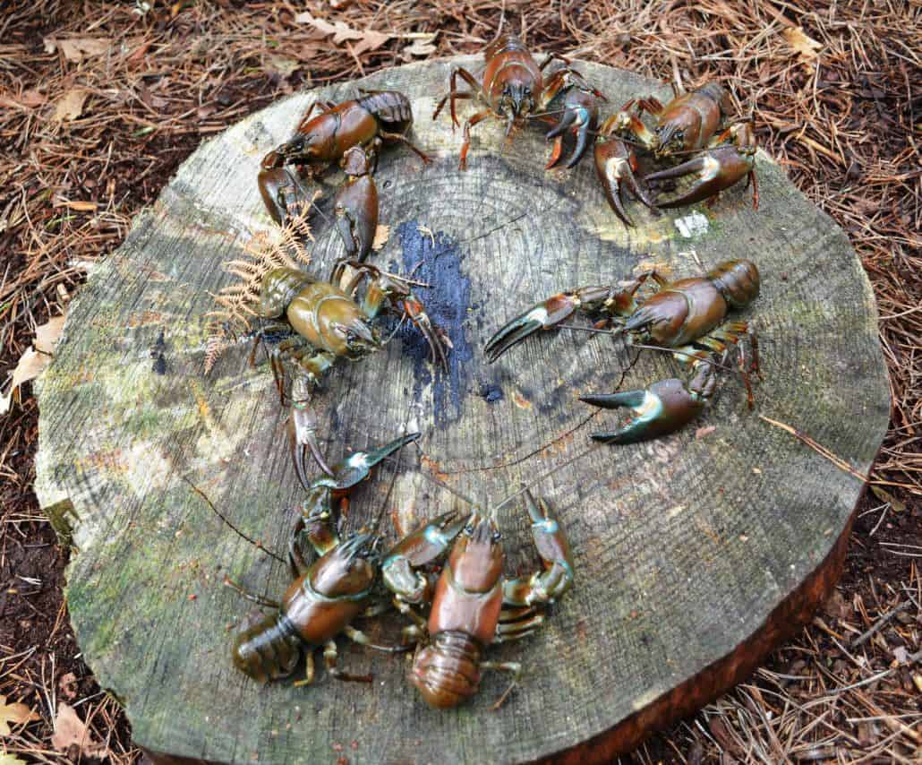 Seashore Foraging - Dorset Bushcraft courses | Wildway bushcraft