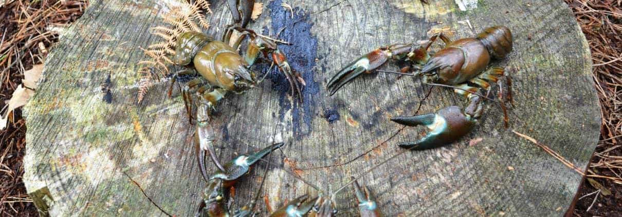 Seashore Foraging | Dorset Bushcraft courses | Wildway bushcraft