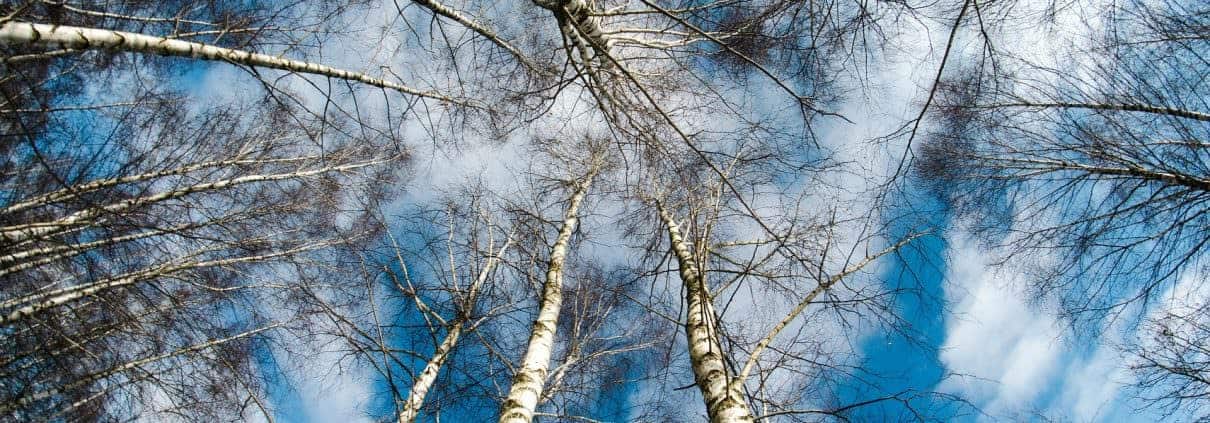 Guide to identifying deciduous trees | Dorset Bushcraft courses ...