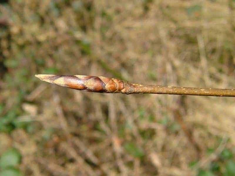 Tree ID in Winter - Dorset Bushcraft courses | Wildway bushcraft