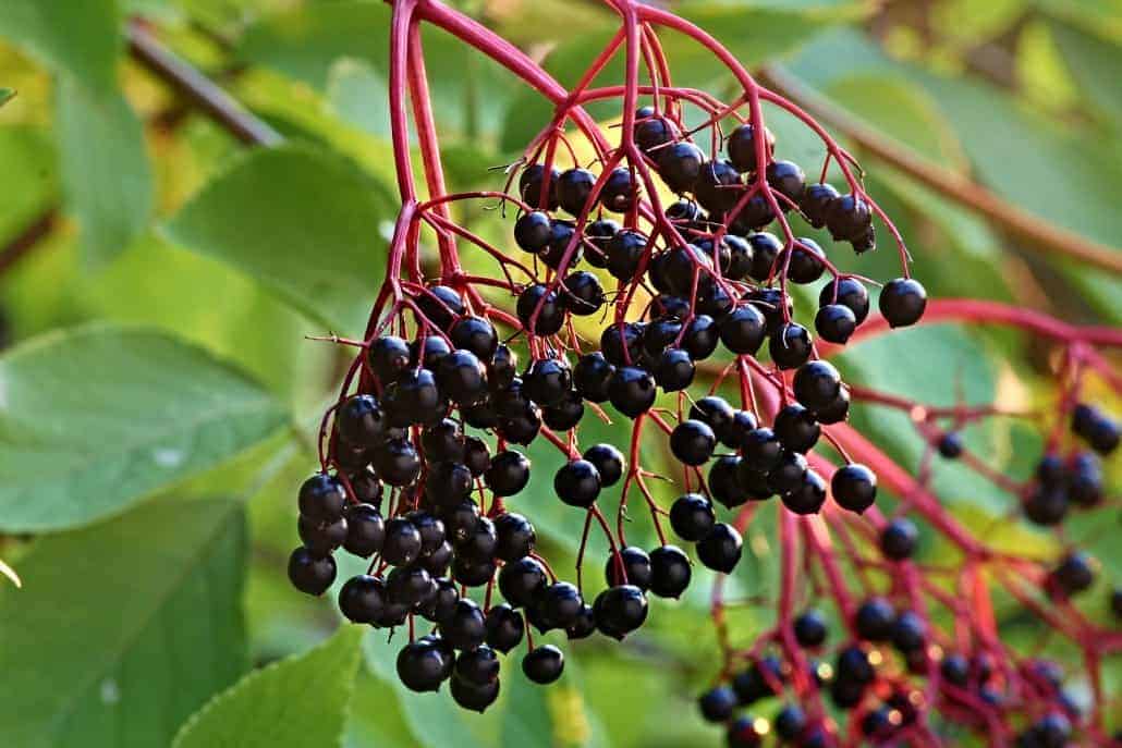 Top 10 Fruit or forage this autumn | Wildway Bushcraft