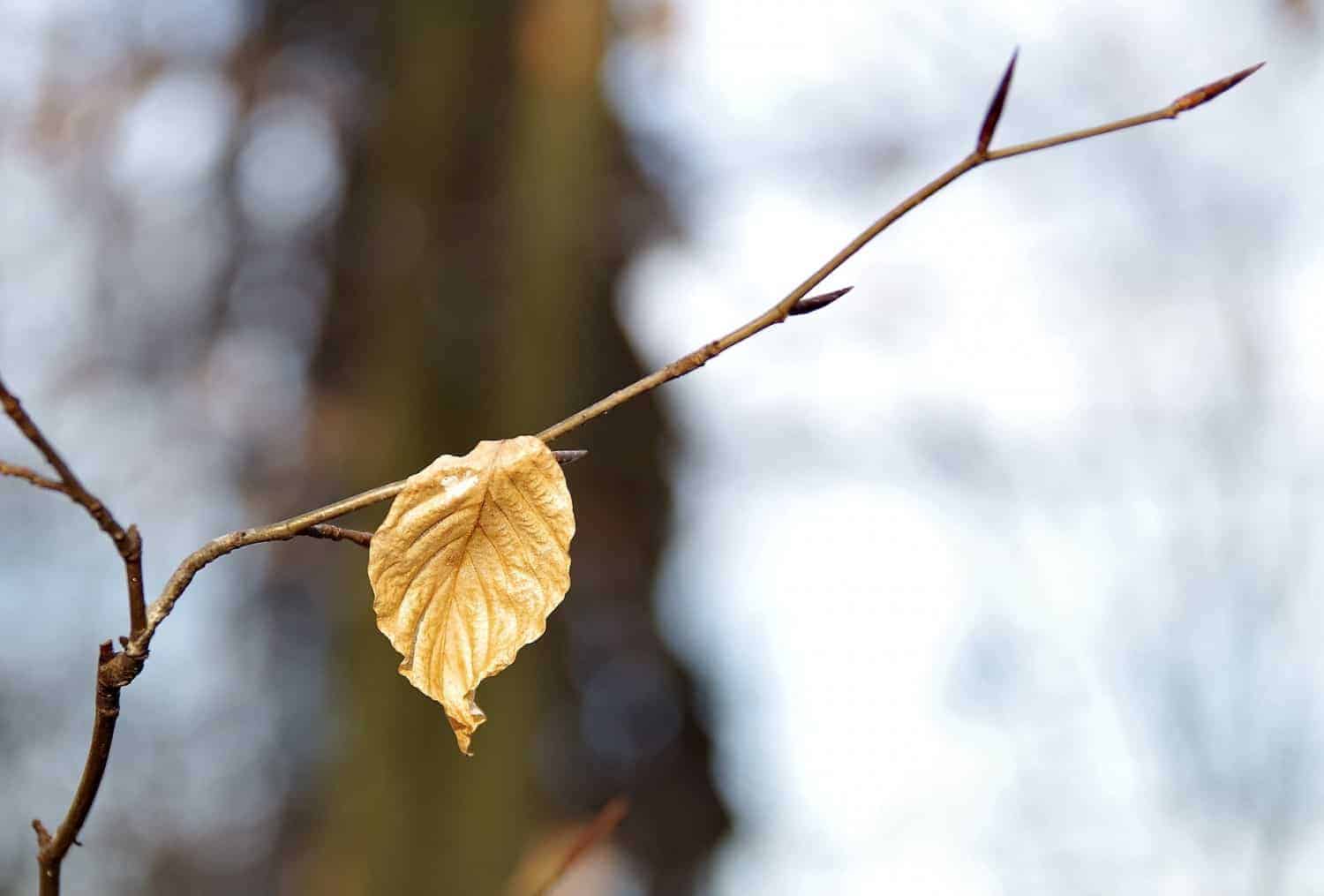 Identifying Trees in winter | Wildway Bushcraft