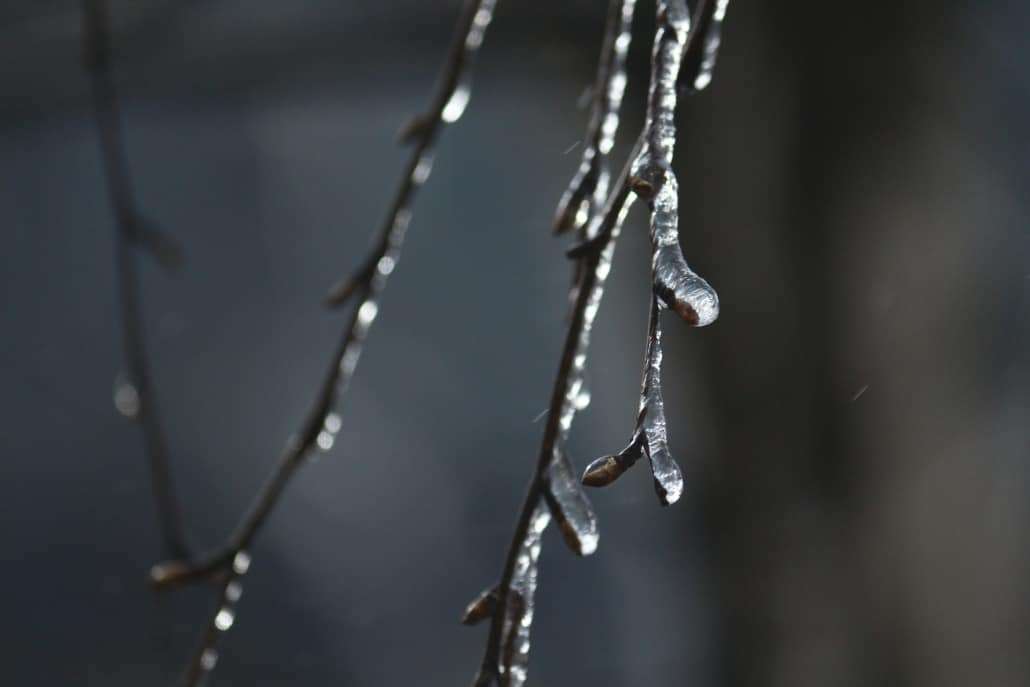 Identifying Trees in winter | Wildway Bushcraft