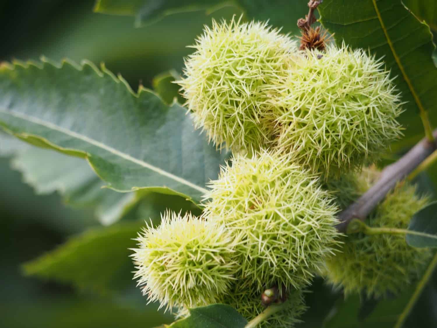 Sweet Chestnut (Castanea sativa) | Wildway Bushcraft