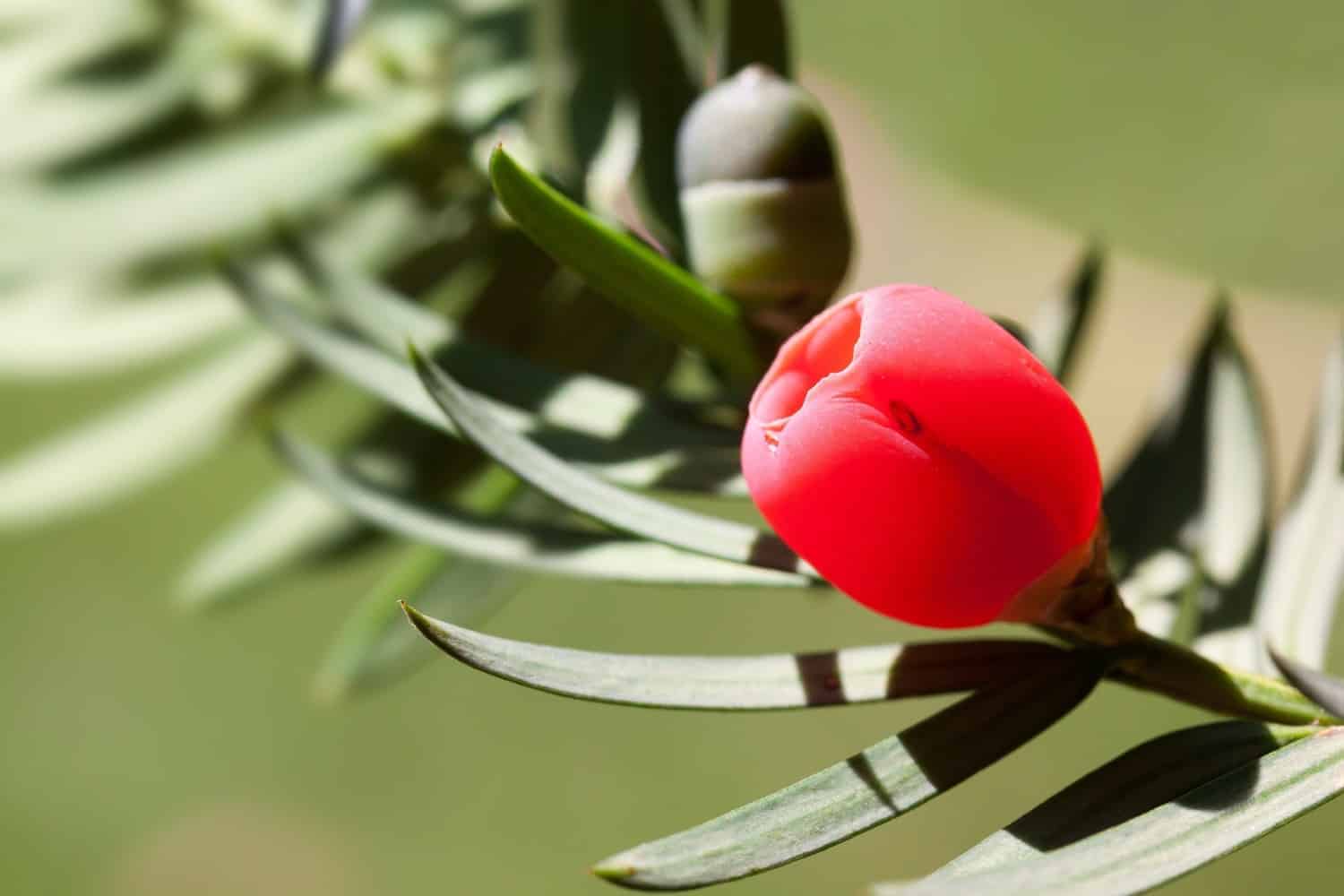 Yew Tree (Taxus baccata) | Wildway Bushcraft