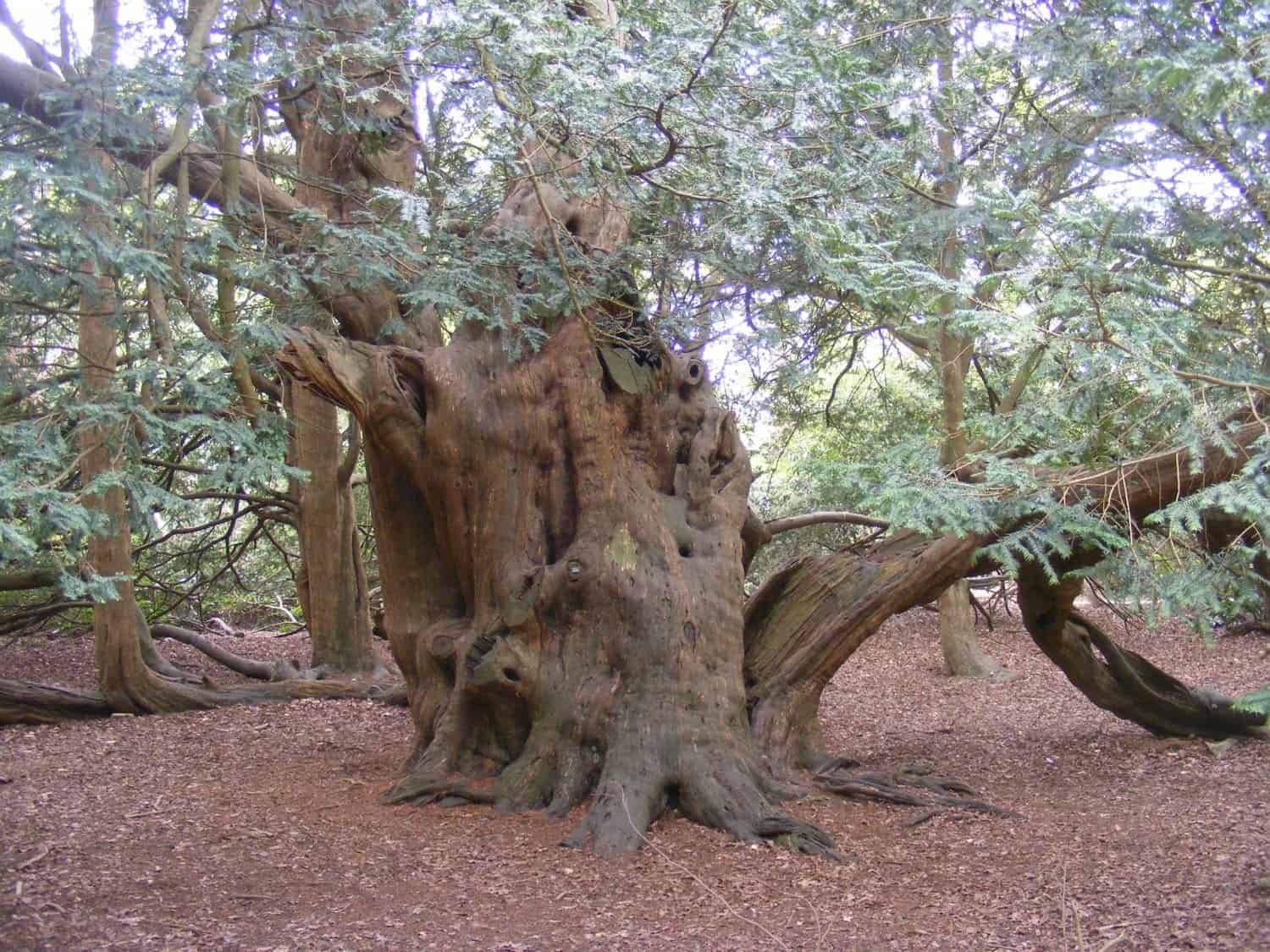 Yew Tree (Taxus baccata) | Wildway Bushcraft