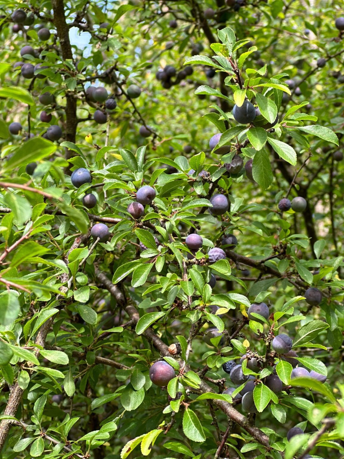 5 Sloe Recipes - Dorset Bushcraft courses | Wildway bushcraft