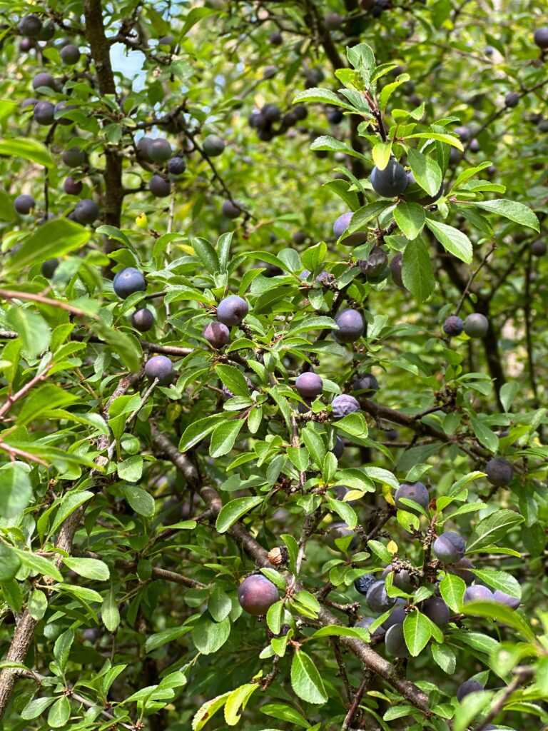 5 Sloe Recipes - Dorset Bushcraft courses | Wildway bushcraft