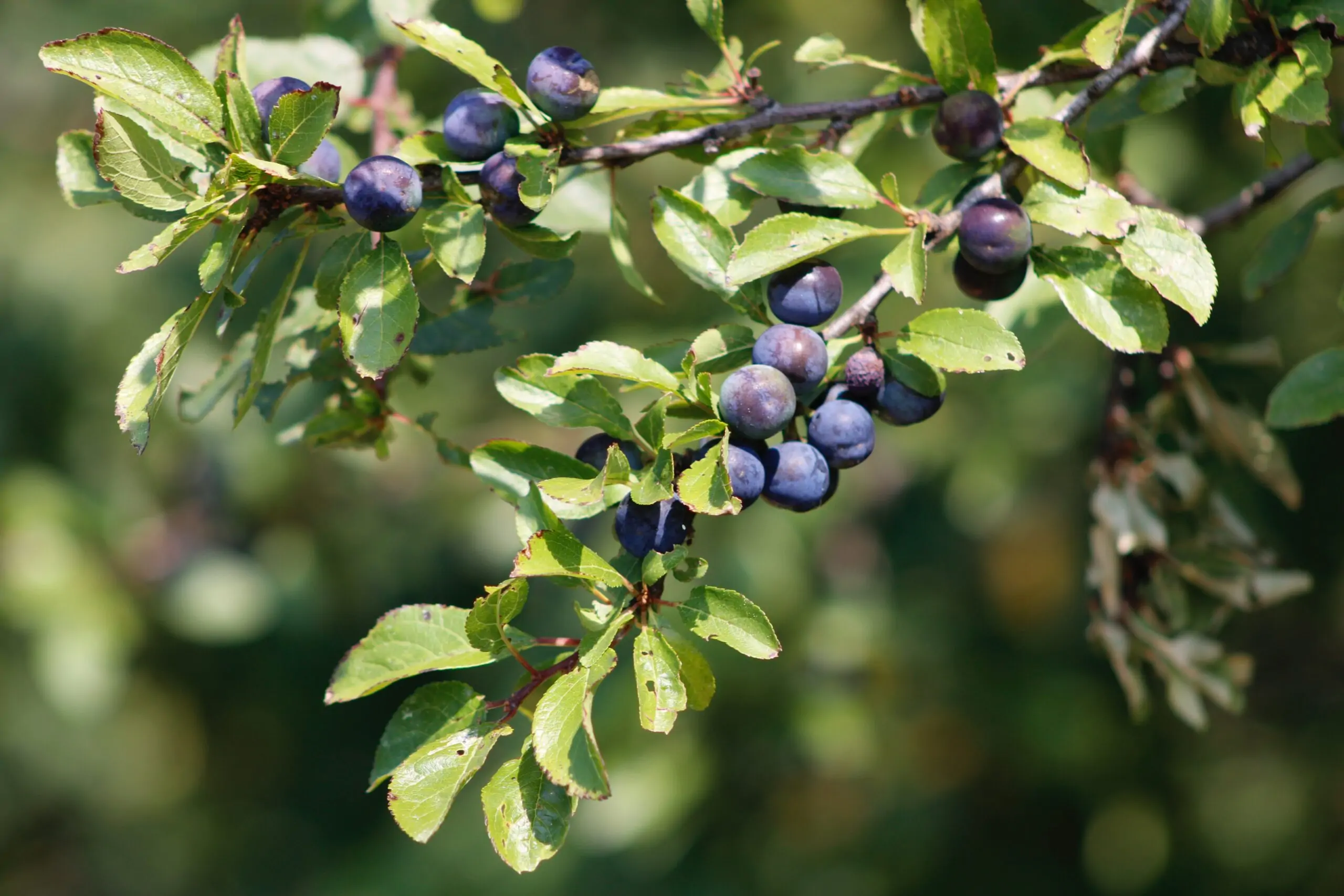 5 Sloe Recipes - Dorset Bushcraft courses | Wildway bushcraft